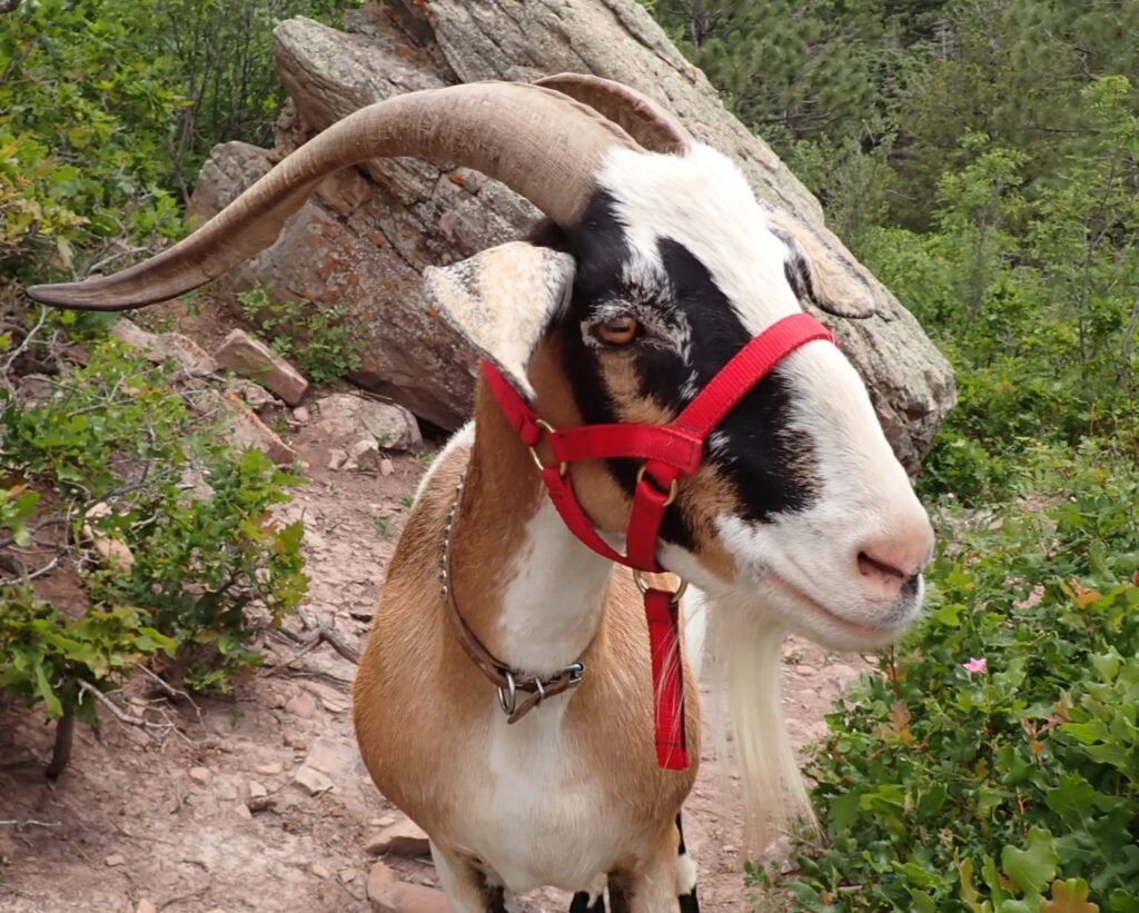 Goats With Horns or Not - Goat Journal